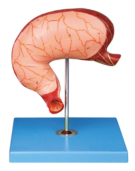 Shows the Longitudinal and Circular Muscle of Stomach Model for ...
